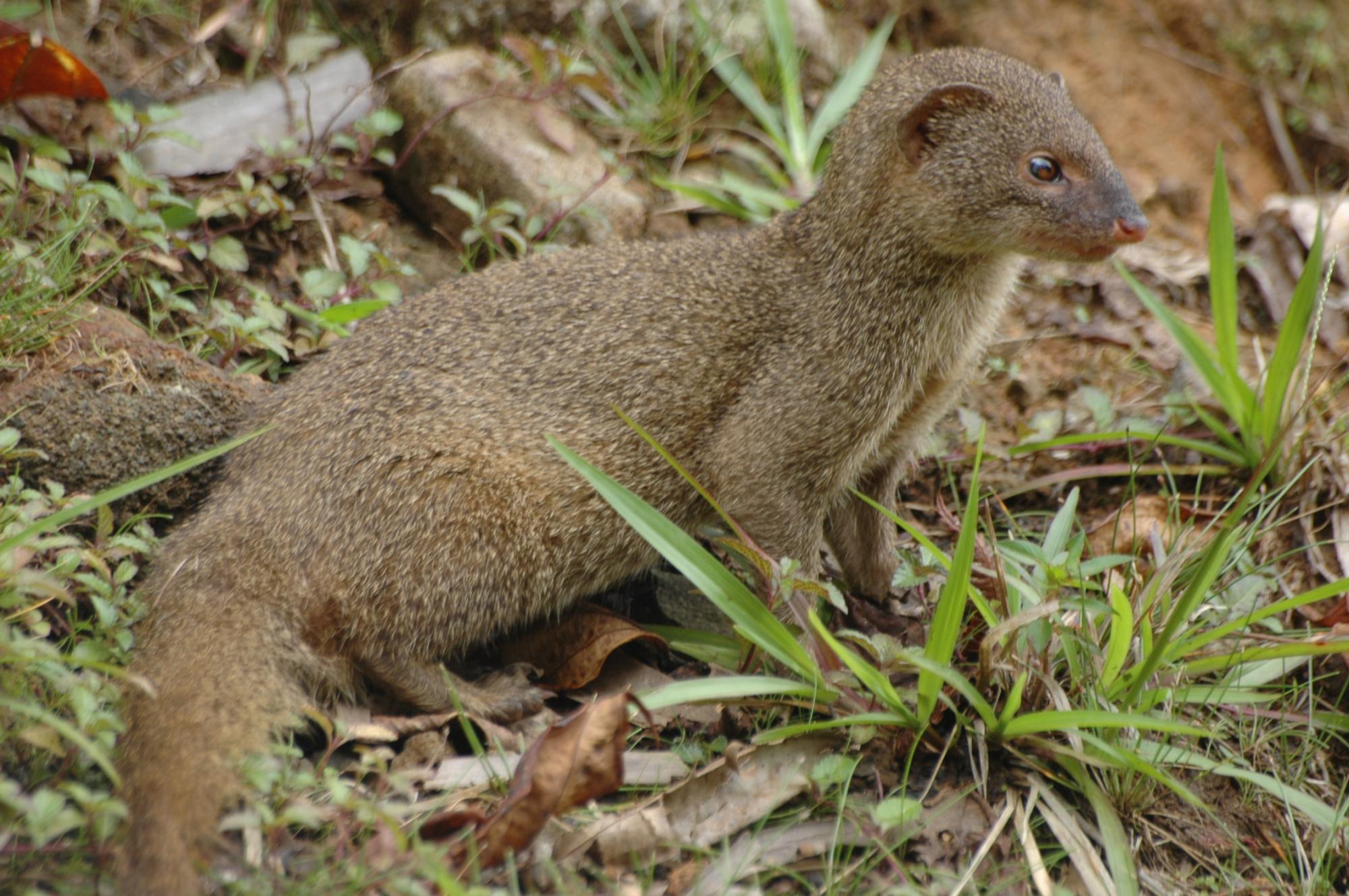 Les espèces exotiques envahissantes: une grave menace pour la ...