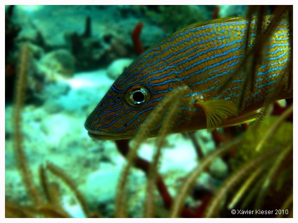 Poissons marins | Parc national de la Guadeloupe