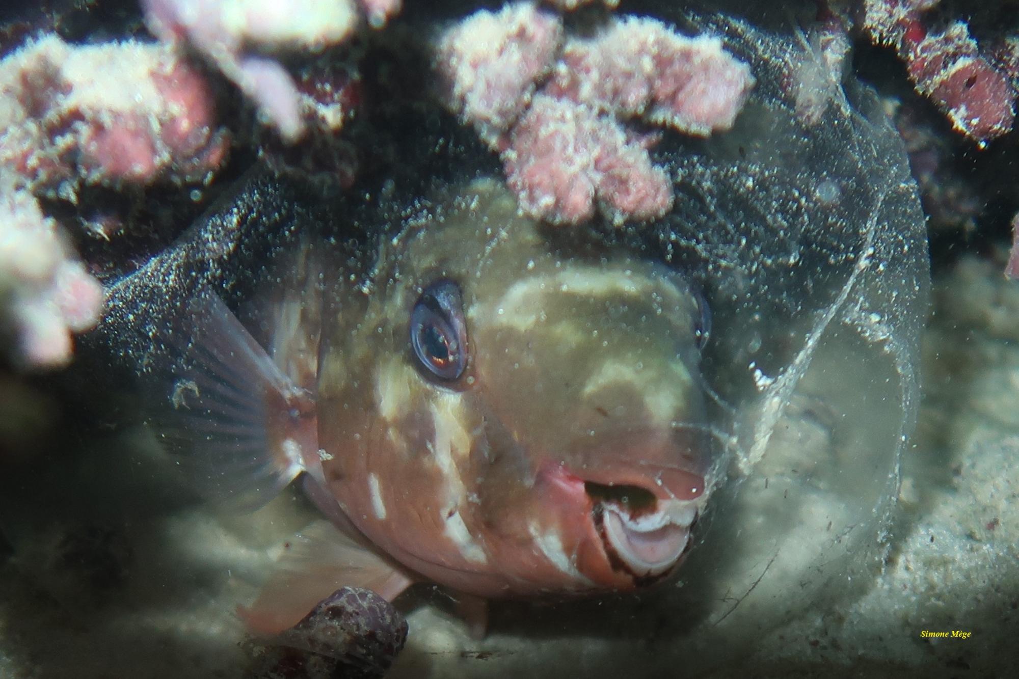 Observation des pontes de coraux Acropora | Parc national de la Guadeloupe
