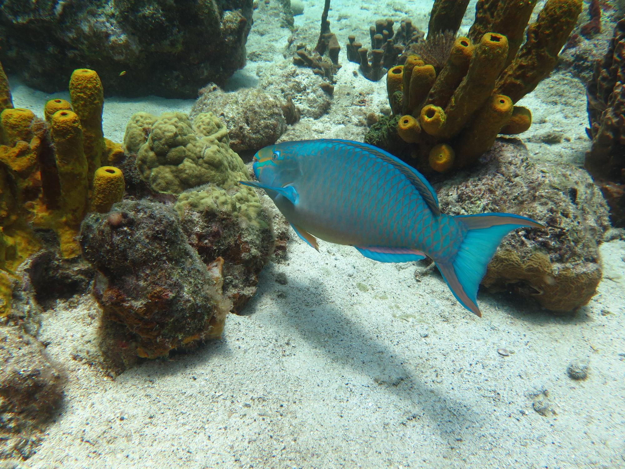 L’Océan, origine de vie | Parc national de la Guadeloupe