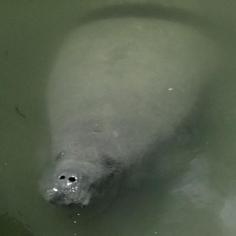 Dossier de Presse : Projet de Réintroduction du Lamantin | Parc ...